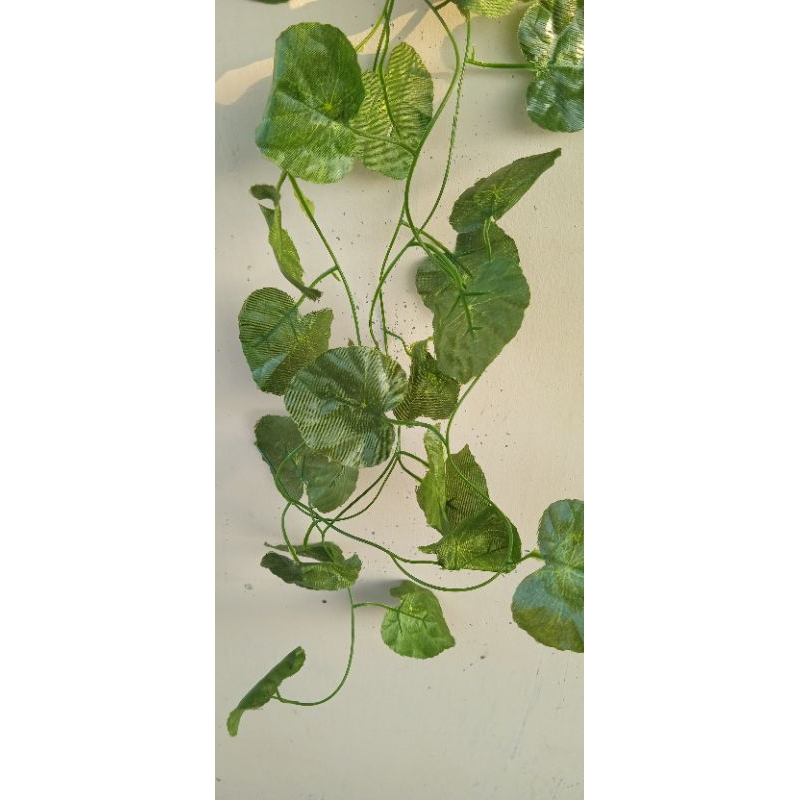 Jual daun rambat model baru, daun rambat 2 meter (+- 2 meter) | Shopee ...