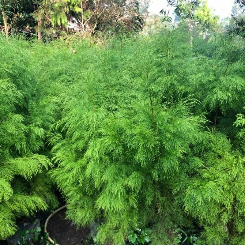 Jual pohon cemara angin/Balon 2.5 m - gymnostoma sumatranum | Shopee ...