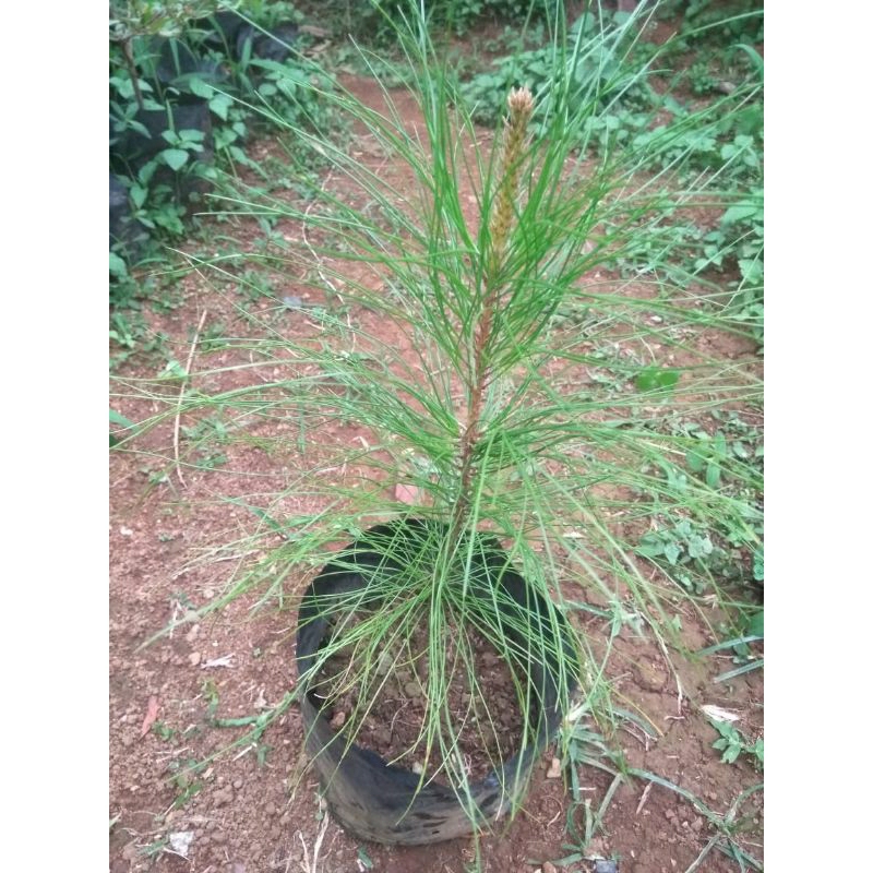 Jual Bibit pohon Pinus merkusi /Cemara pinus | Shopee Indonesia