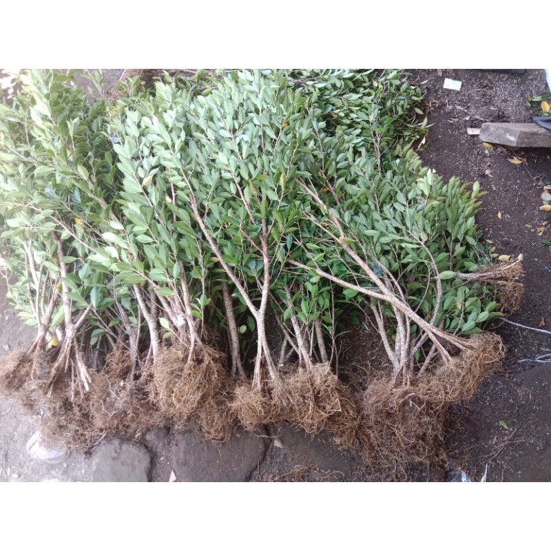 Jual bahan bonsai kimeng pecah batang | Shopee Indonesia Jual bahan bonsai kimeng pecah batang | Shopee Indonesia
