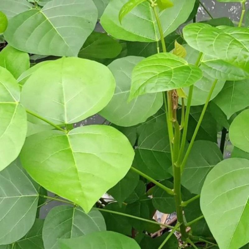 Jual Daun Dadap Serep Segar Fresh 1 Helai | Shopee Indonesia