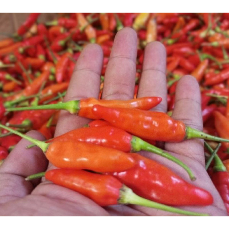 Jual Cabe Merah Segar 1kg | Shopee Indonesia