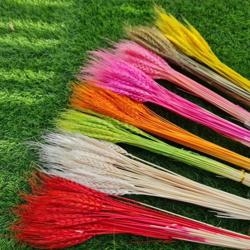 Jual 4 pcs Gandum Import Dried Flower Bunga Kering Hiasan Rustic ...