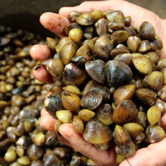 Jual kerang remis air tawar 1kg | Shopee Indonesia