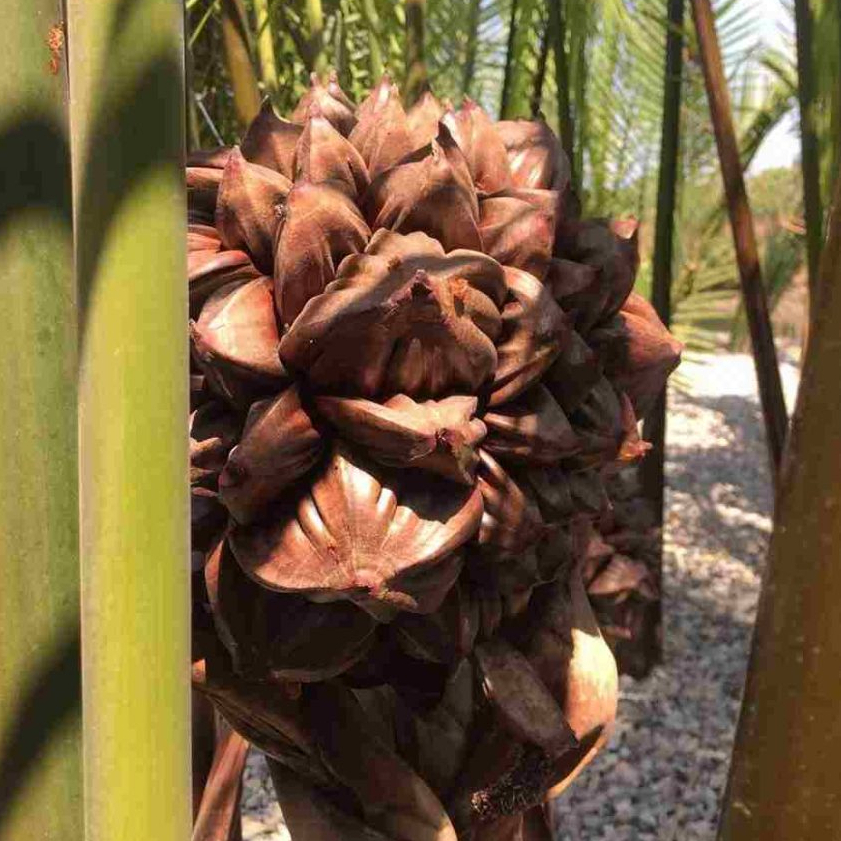 Jual buah nipah/dahon muda 1 tandan | Shopee Indonesia