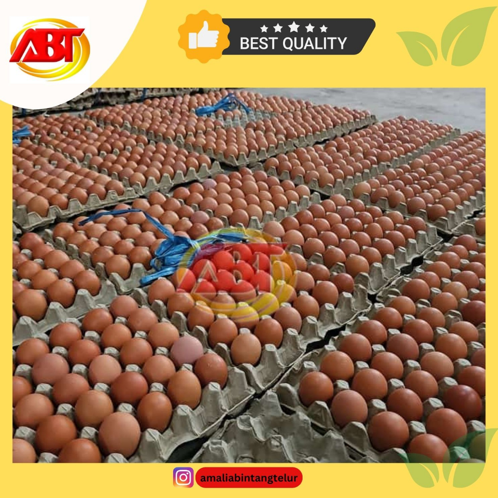 Jual ABT - Telur Ayam Negeri 1 Kg (isi 16-17 butir) Lezat dan Bergizi ...