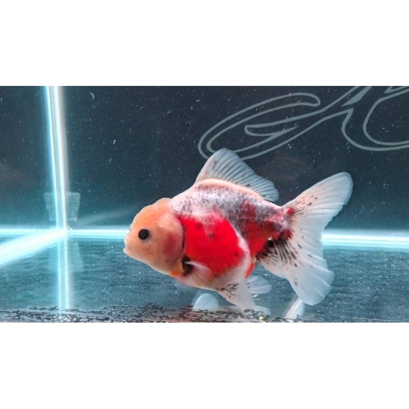 Jual Ikan Mas Koki Oranda Calico 9cm | Shopee Indonesia