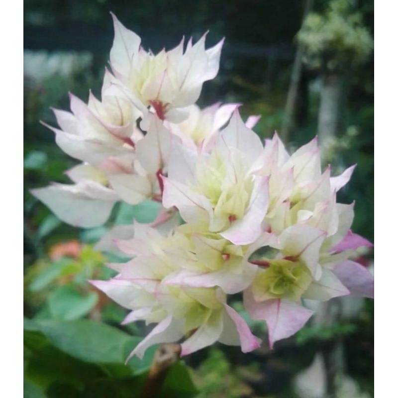 Jual Tanaman Hias Bougenville Bunga Tumpuk Cherry Blossom Shopee