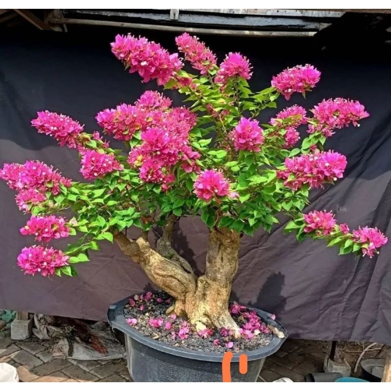 Jual tanaman bunga bugenvil singapur bunga pink tanaman bunga hias ...