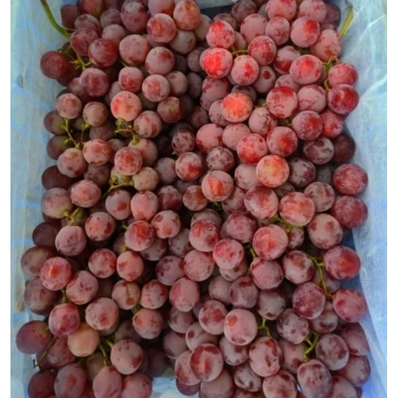 Jual Buah Anggur Merah | Shopee Indonesia
