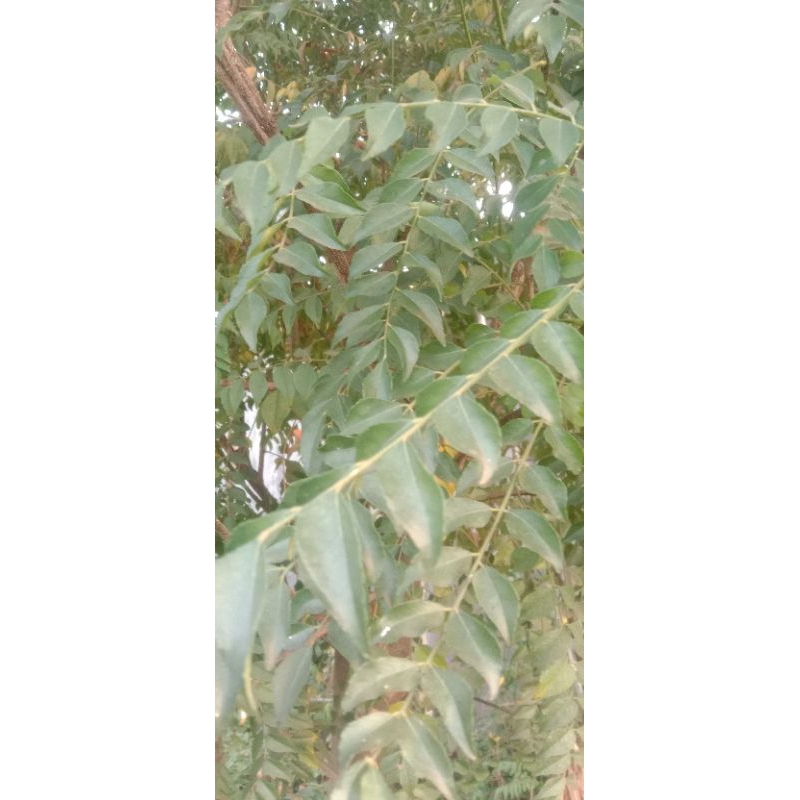 Jual daun temurui /salam Koja/ daun kari 10 tangkai | Shopee Indonesia