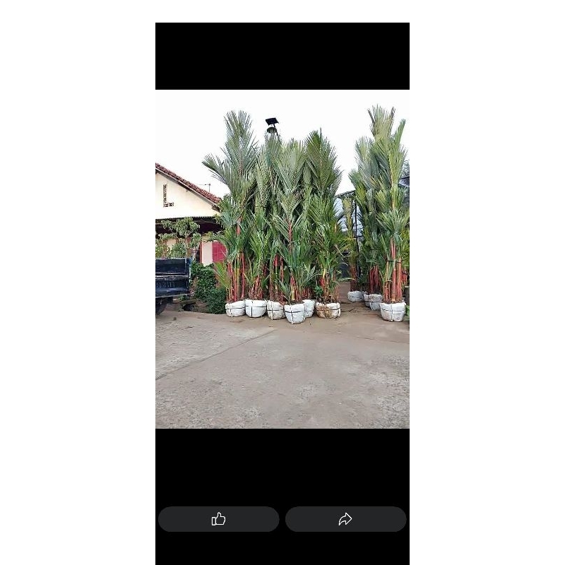 Jual palm.merah 3 meter | Shopee Indonesia