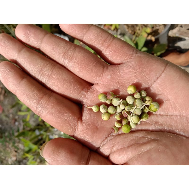 Jual Buah Legundi segar, petik pohon | Shopee Indonesia