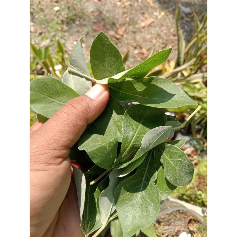 Jual Daun Legundi segar, petik pohon | Shopee Indonesia