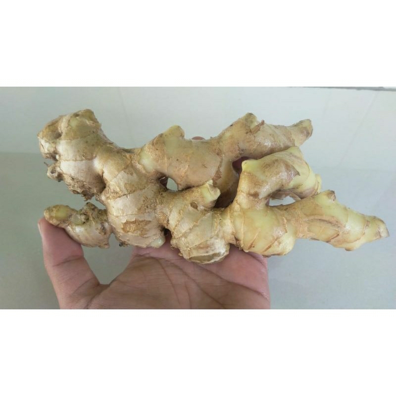 Jual JAHE | JAHE GAJAH SUPER | JAHE JUMBO 1kg | Shopee Indonesia Jual JAHE | JAHE GAJAH SUPER | JAHE JUMBO 1kg | Shopee Indonesia
