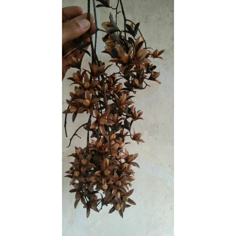 Jual Bunga suren (order 100 pcs harga rp 100) | Shopee Indonesia