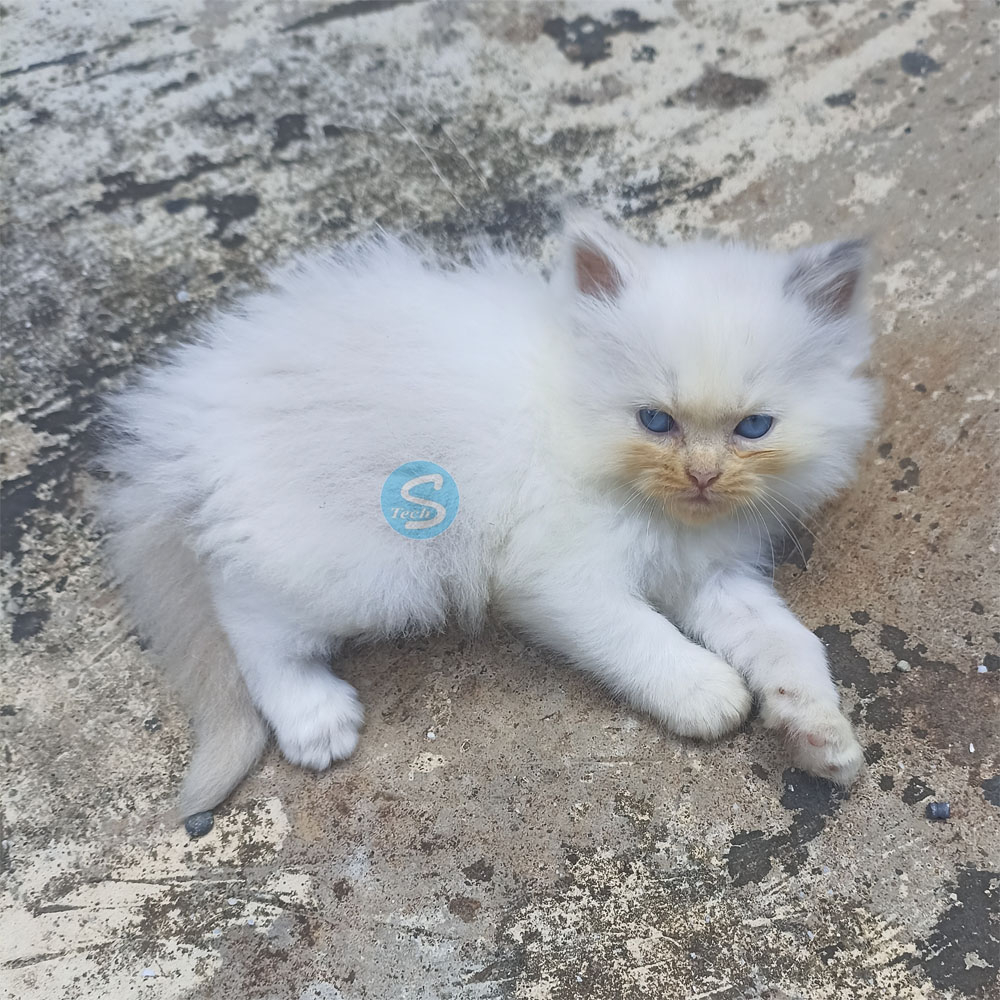 Jual Kucing Persian Himalayan Blue Eyes Jantan Warna Putih | Shopee ...