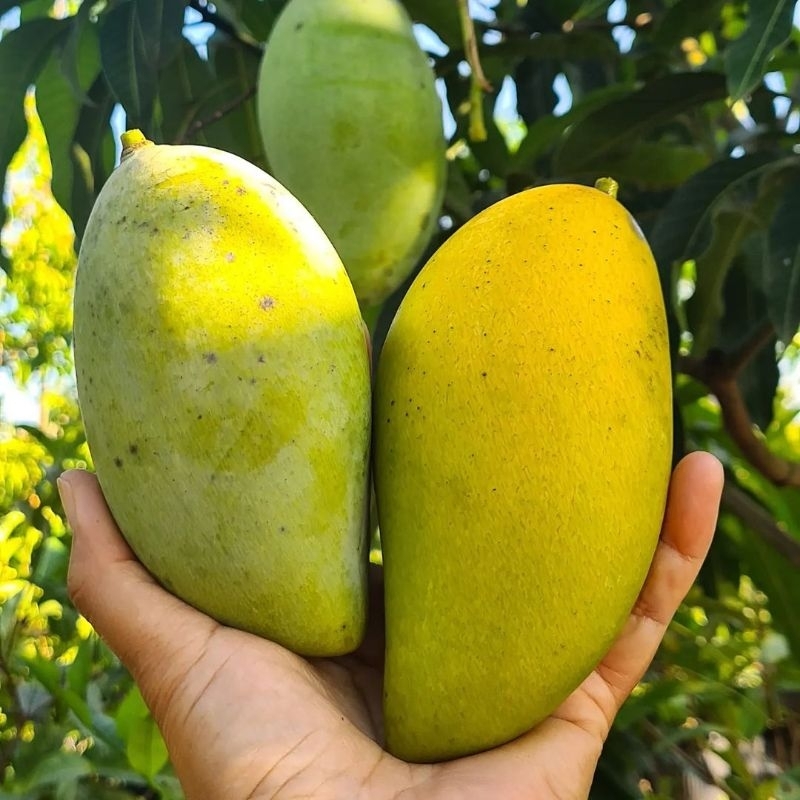Jual Bibit Tanaman Mangga Okyong Super Genjah - Mangga Unggulan ...