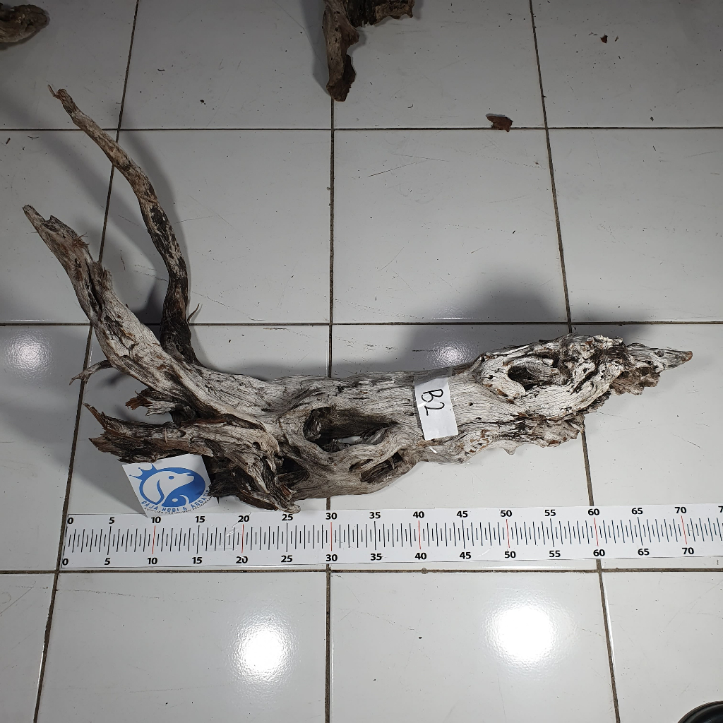 Jual KAYU SANTIGI B2 80CM AQUASCAPE AQUARIUM HIAS DEKORASI BATANG KAYU ...