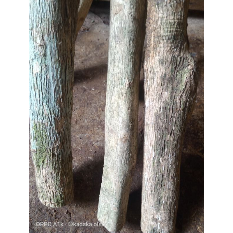 Jual KAYU KOPI /POHON KOPI MEDIA TANAM ANGGREK ATAU BUAT AQUASCAPE ...