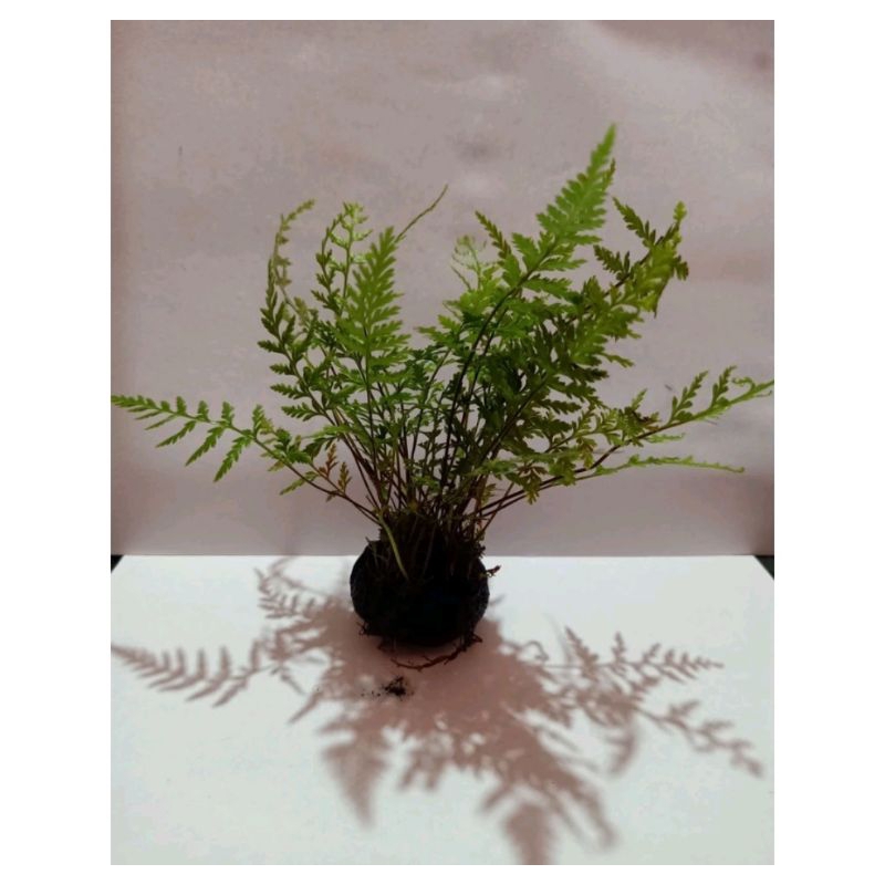 Jual TANAMAN PAKIS MEDIA WABIKUSA AQUASCAPE PAKIS DARAT | Shopee Indonesia