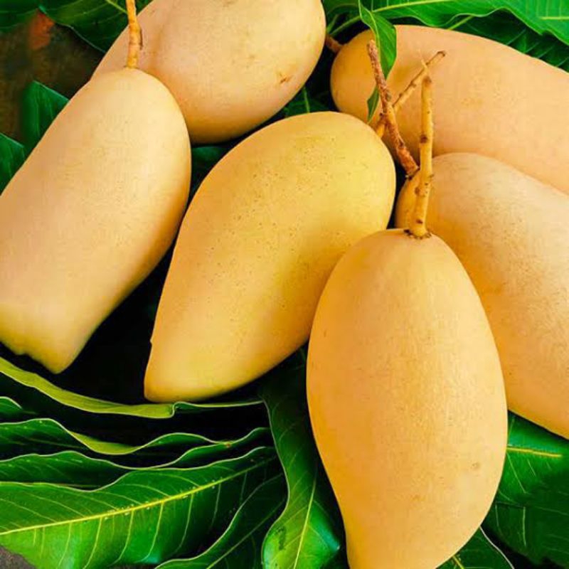 Jual bibit mangga namdokmai | bibit mangga golden | mangga sritong ...