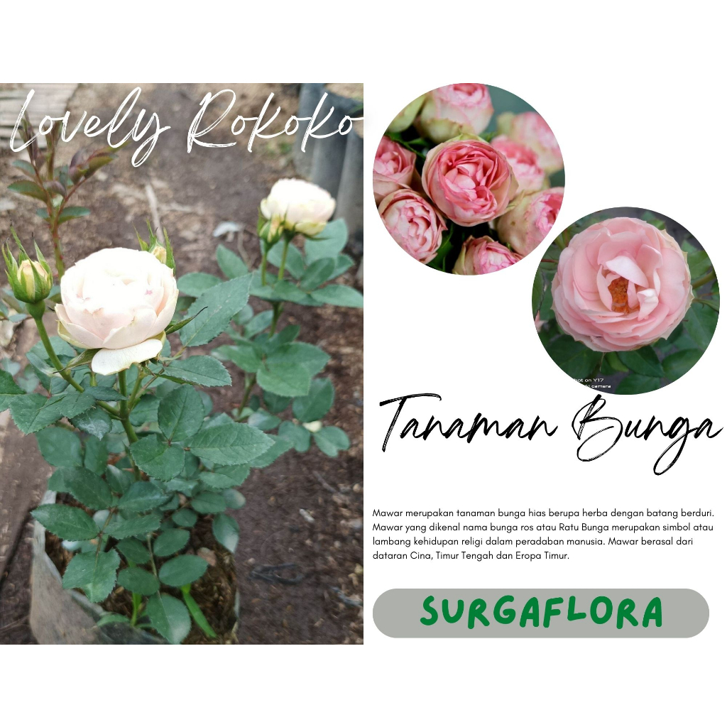 Jual Tanaman Hidup Bunga Mawar Import LOVELY ROKOKO Sudah Berbunga ...