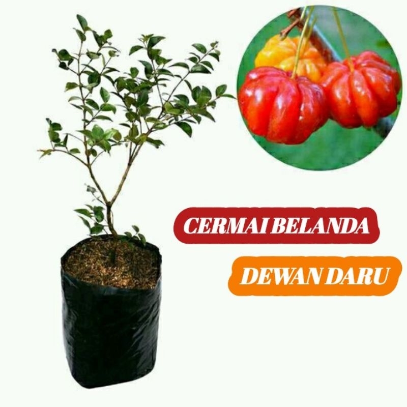 Jual BIBIT DEWANDARU CERMAI BELANDA TINGGI 60-80CM | Shopee Indonesia