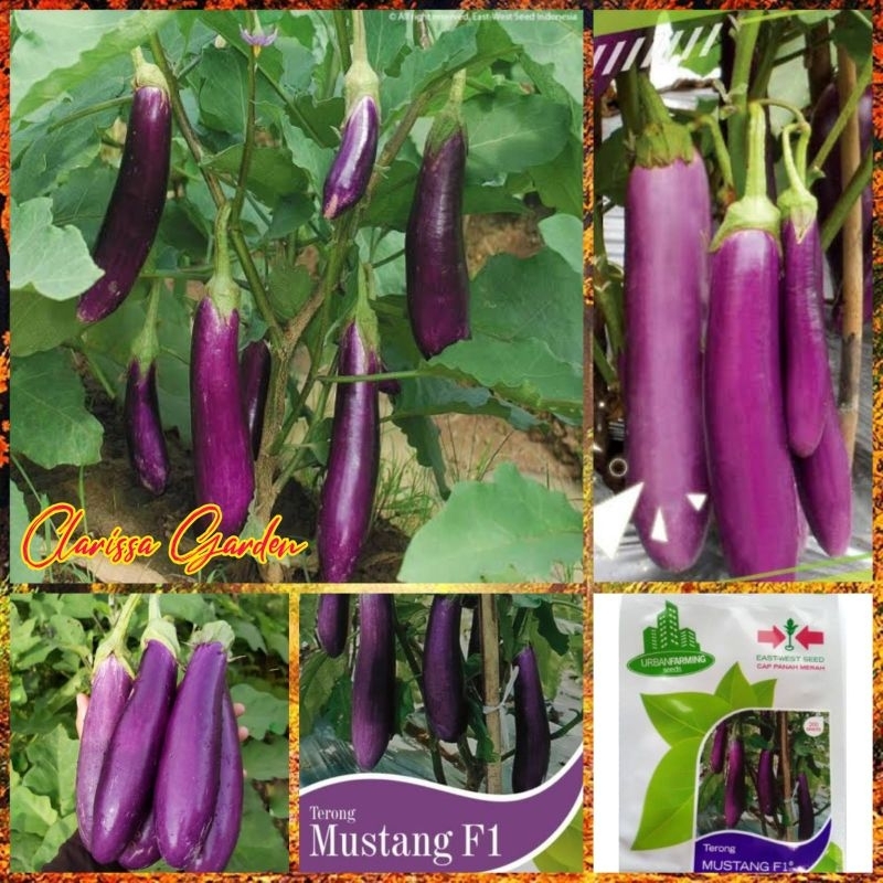 Jual BENIH PANAH MERAH TERONG PANJANG UNGU MUSTANG F1 (KEMASAN PABRIK) | Shopee Indonesia