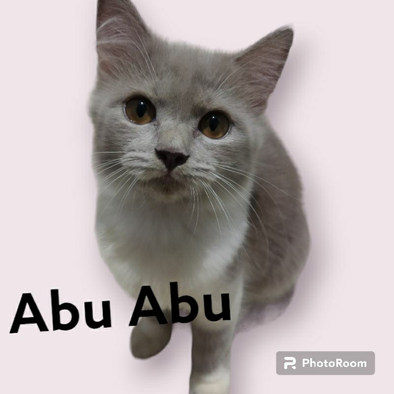 Jual Lepas Adopsi Kucing Ras Kitten kucing persia medium + Himalaya ...