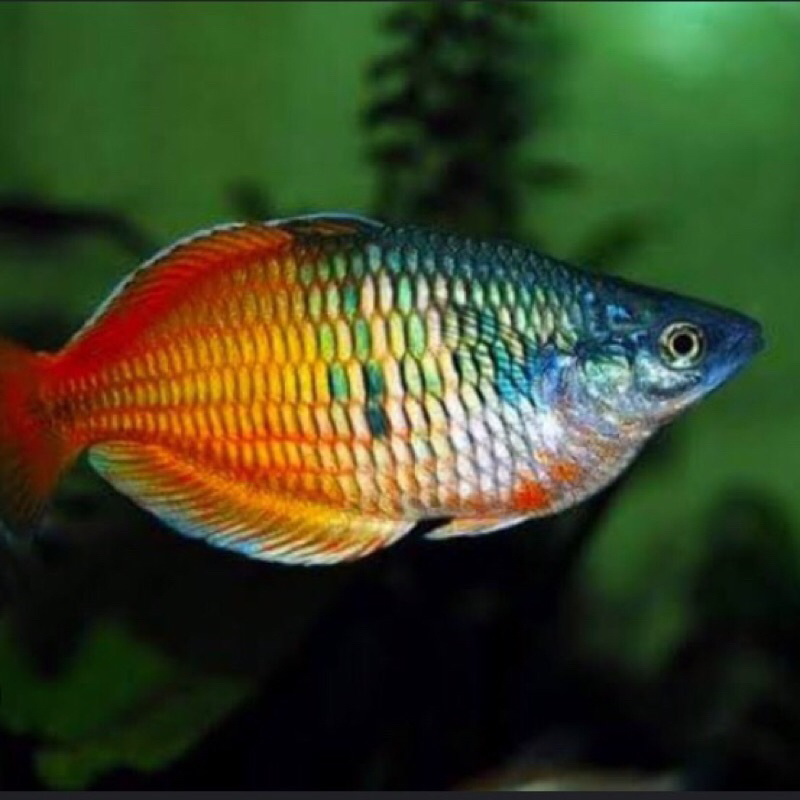 Jual STIKER ikan rainbow bosemani | Shopee Indonesia