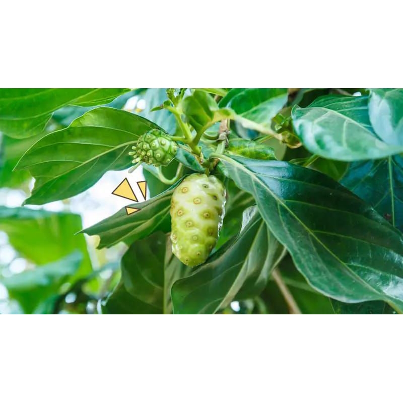 Jual DAUN MENGKUDU DAUN PACE 50 LEMBAR LANGSUNG DIAMBIL DARI POHON ...