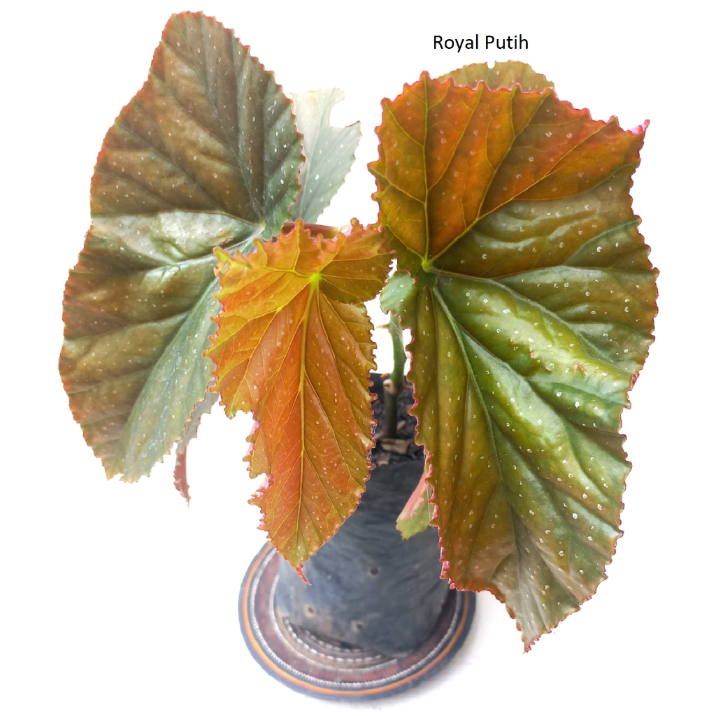 Jual TANAMAN HIAS BEGONIA BINTIK PUTIH | Shopee Indonesia