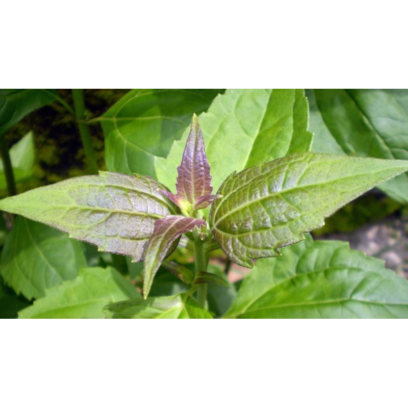 Jual daun herbal balakacida/ daun kirinyuh 200g | Shopee Indonesia