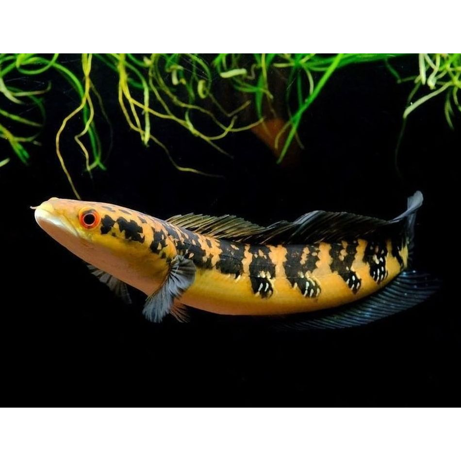 Jual CHANNA MARU YS YELLOW SENTARUM 26 CM JUMBO BAHAN KONTES | Shopee ...