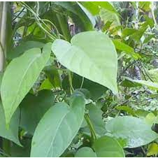 Jual JUAL DAUN KENTUT/ DAUN KAHITUTAN OBAT TRADISIONAL 100 GR | Shopee ...