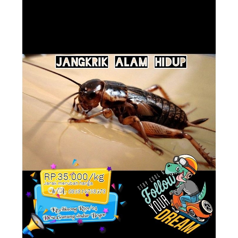 Jual Jangkrik Alam Hidup 1kg | Shopee Indonesia
