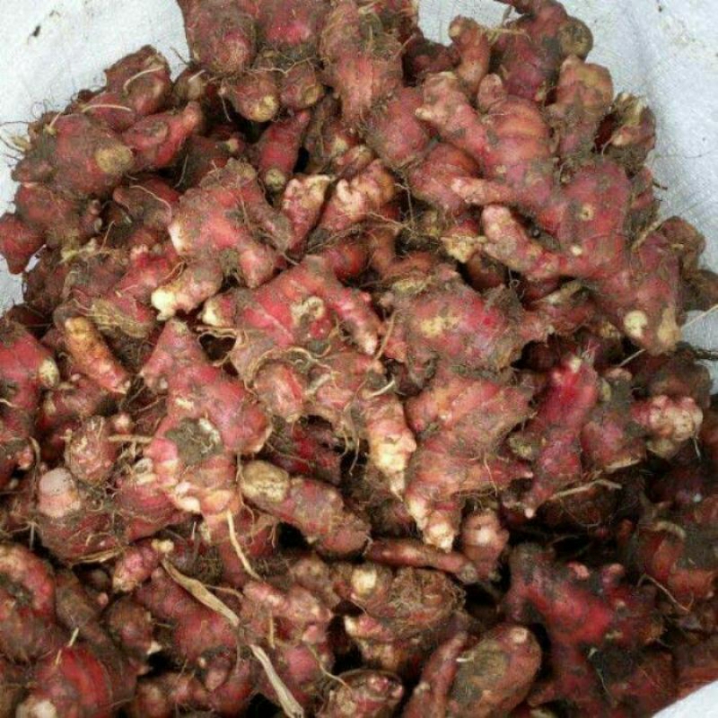 Jual Jahe Merah Kecil Segar 1kg - Rempah Wedang Jahe | Shopee Indonesia