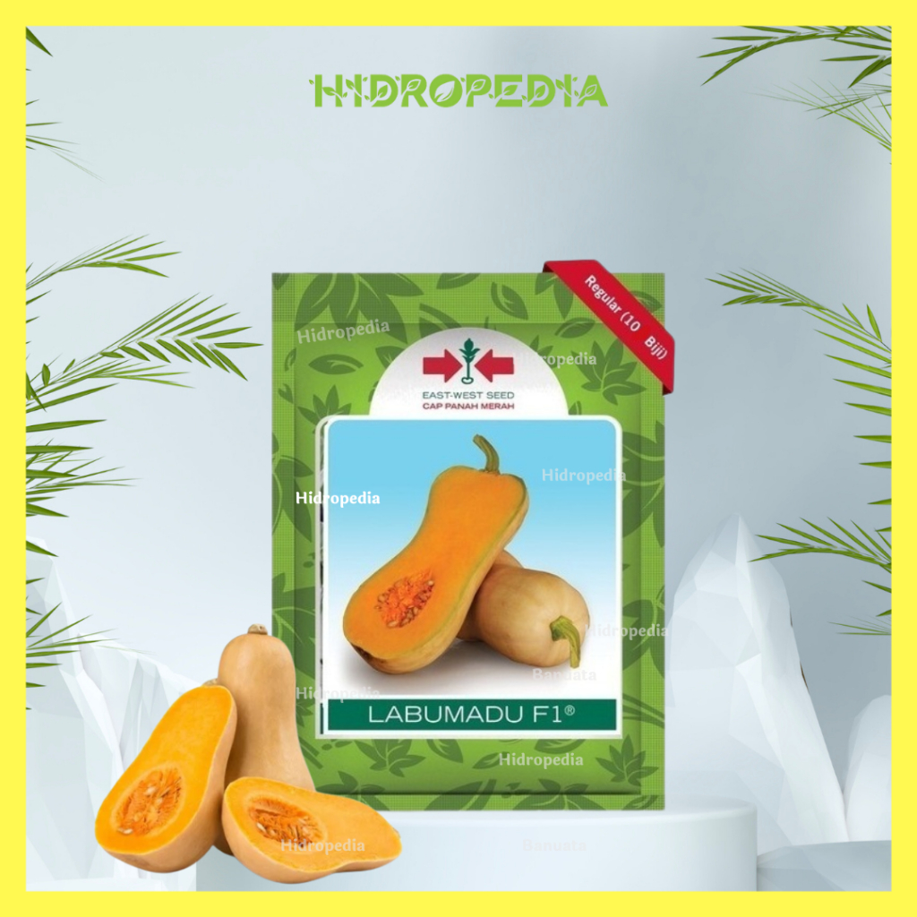 Jual Benih Bibit Labu Madu F1 Butternut Pumpkin (10 seeds/biji) CAP ...