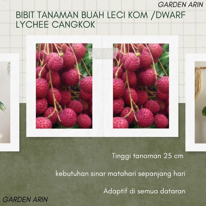 Jual Bibit Tanaman Leci Kom | Shopee Indonesia