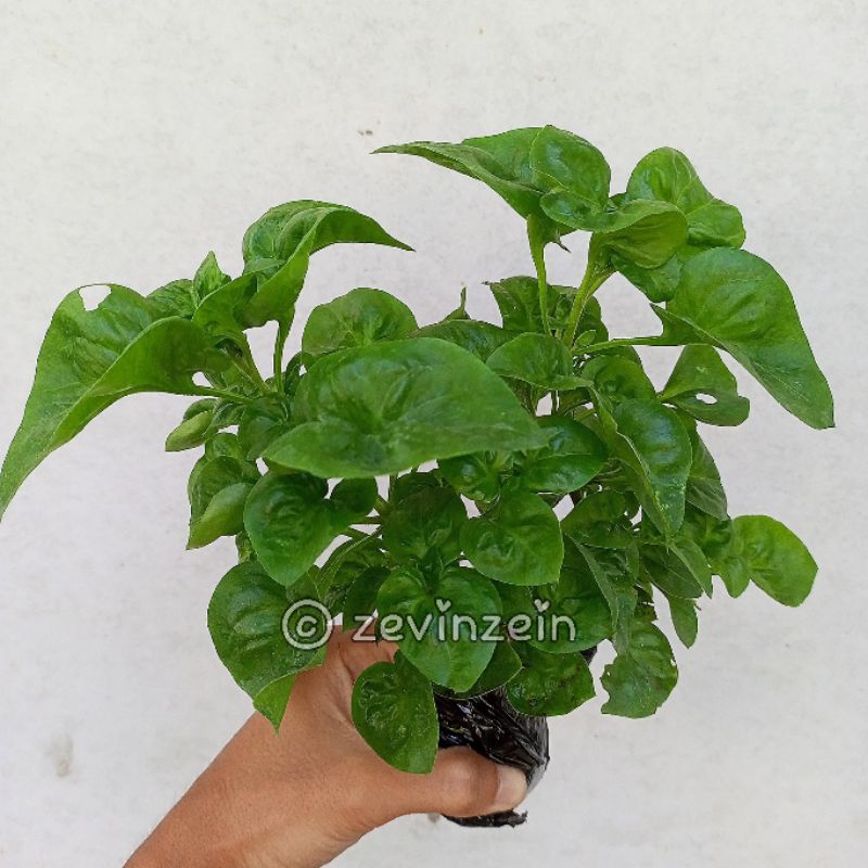 Jual Bayam Brazil Siap Tanam ( Berakar ) | Sayuran Tinggi Protein ...