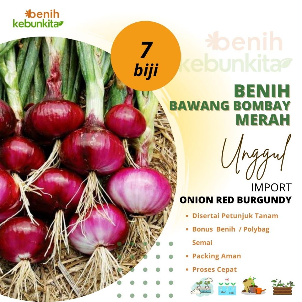Jual Benih Bibit Tanaman Sayuran Bawang Bombay Merah Onion Red Burgundy ...