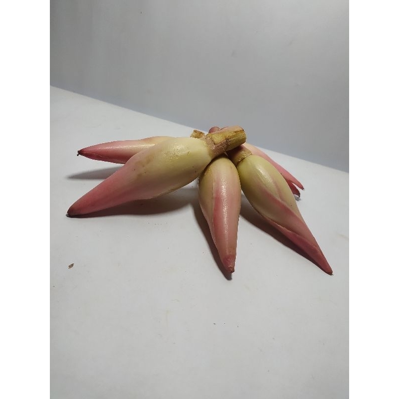 Jual Bunga Rias Kincung Honje Kecombrang 500g | Shopee Indonesia
