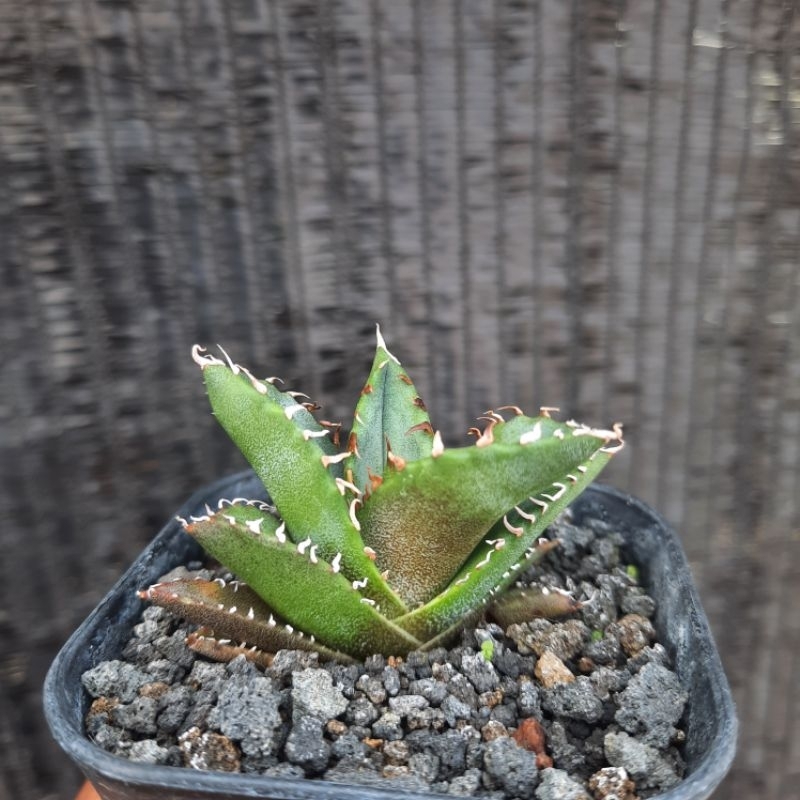 Jual Agave titanota "Barracuda" (Solar Green) | Shopee Indonesia