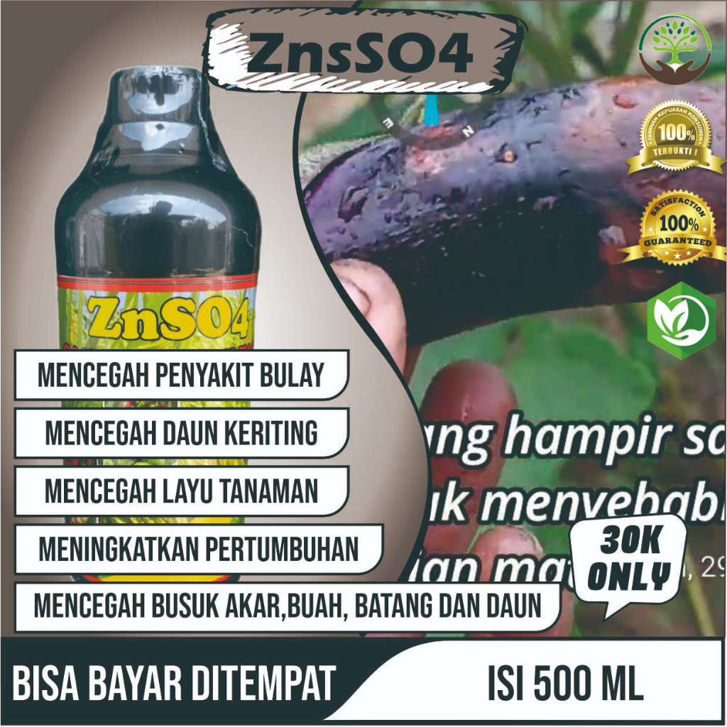 Jual SIAP KIRIM Obat Anti Busuk Buah Pada Tanaman Terong ZnSO4 GAZA ...