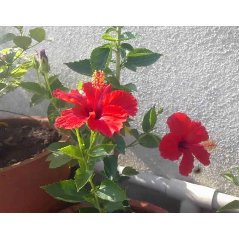 Jual Tanaman Bunga Sepatu Merah ( Beli 10 Bonus 2 Pohon ) | Shopee ...