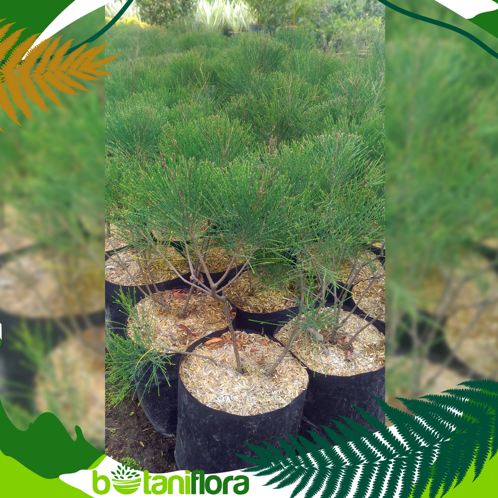 Jual Tanaman Cemara Udang | Cemara Mini | Pohon Cemara Mini | Cemara ...