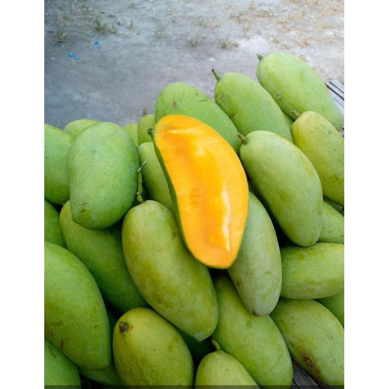 Jual mangga jawa/mangga golek/mangga apel/madu anggur | Shopee Indonesia