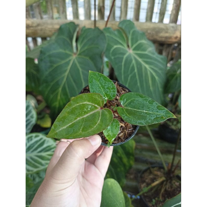 Jual Anthurium Red of Java (ROJ) x Silver Blush | Shopee Indonesia