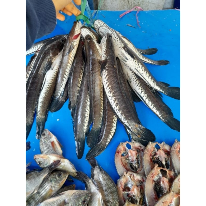 Jual Ikan Gabus Liar Segar Sehat Sumber Protein Omega 3 | Shopee Indonesia